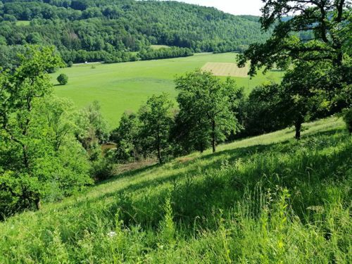 40 Jahre Naturschutzgebiet „Vogelhalde Sindringen-Ohrnberg ...