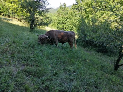40 Jahre Naturschutzgebiet „Vogelhalde Sindringen-Ohrnberg ...